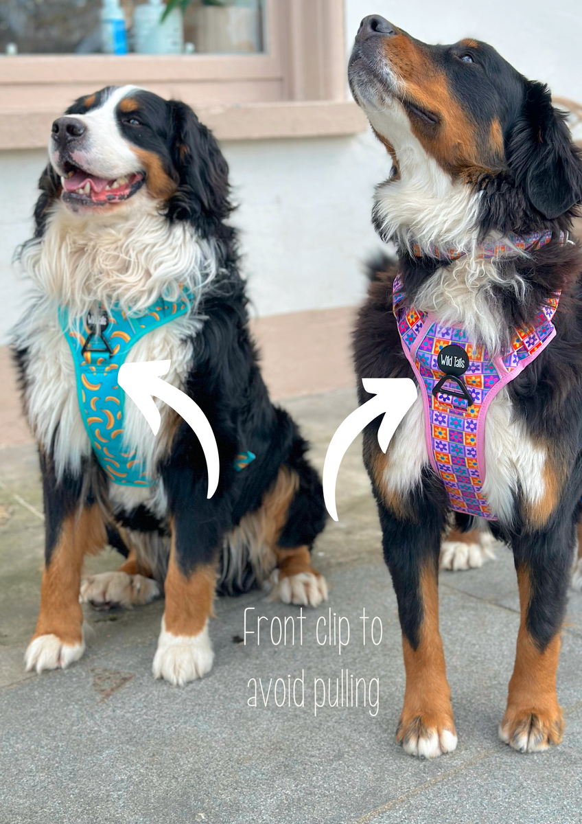 Large & In Charge Harnesses – Wild Tails Co