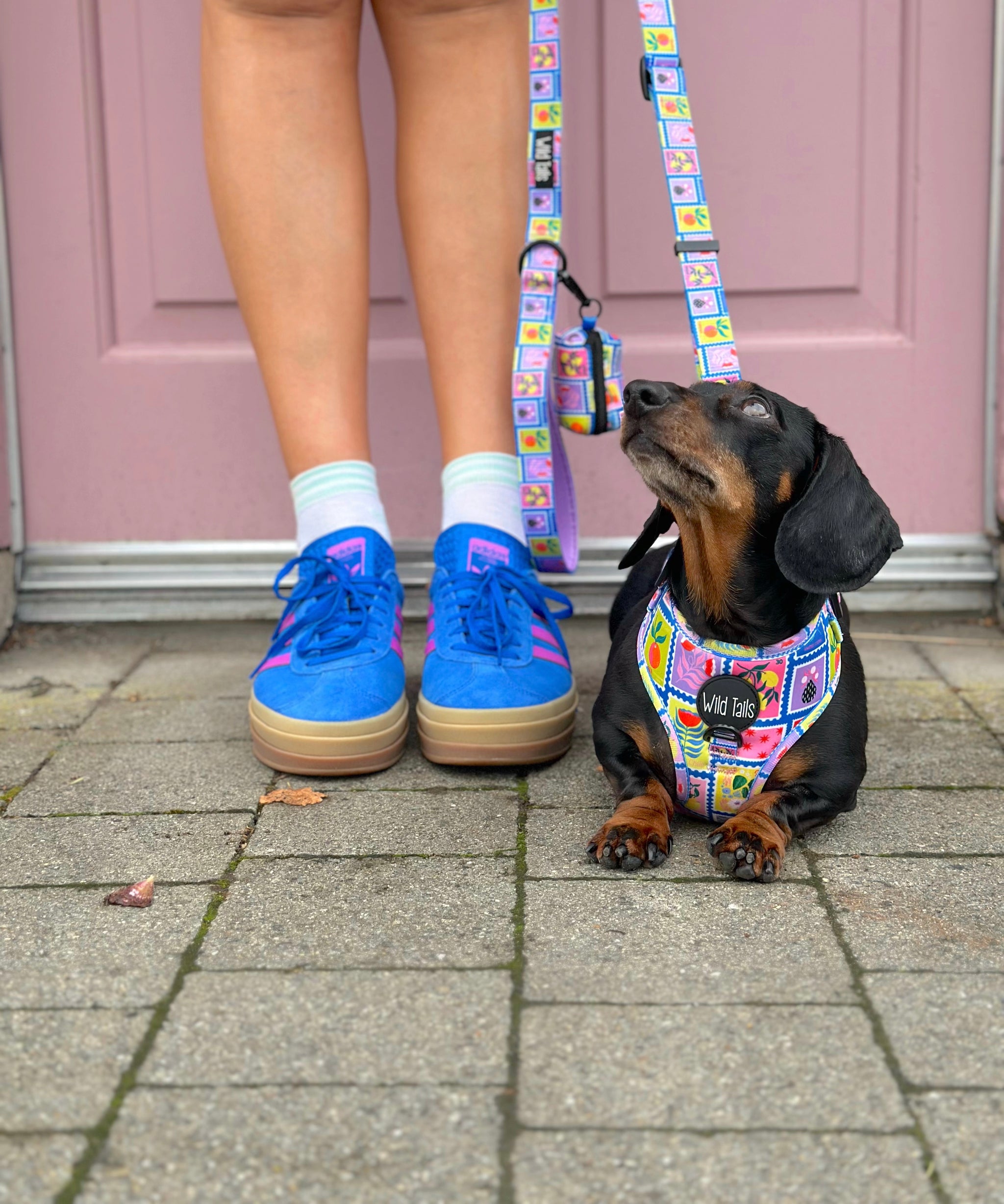 Wild Tails Co dog accessories providing harnesses, leads and collars